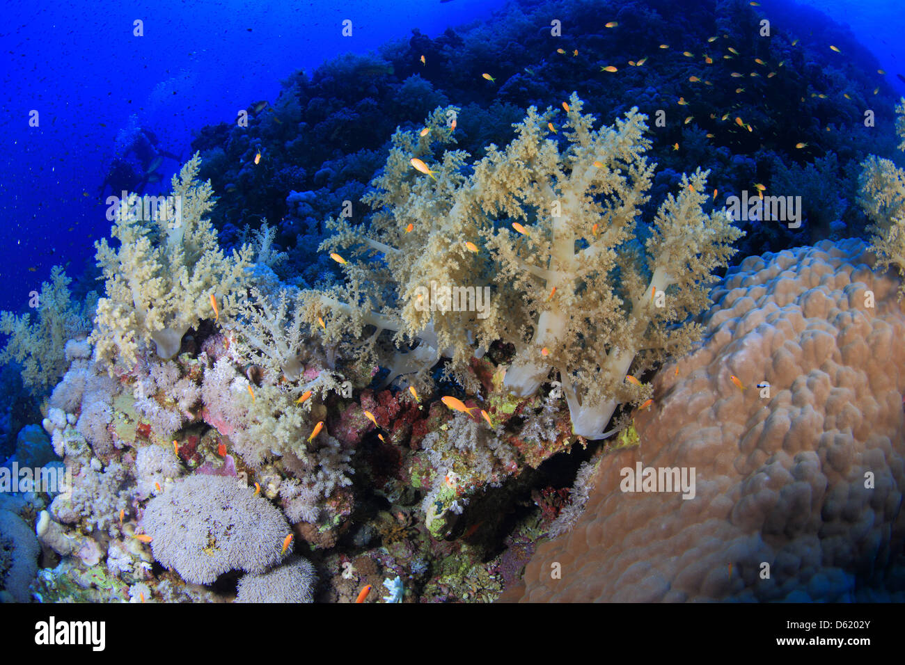 Marine Life in the Red Sea Stock Photo - Alamy