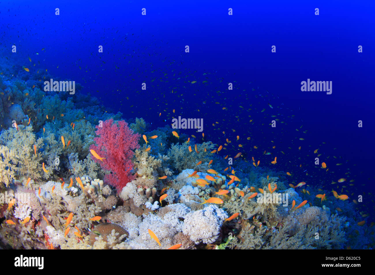 Marine Life in the Red Sea Stock Photo - Alamy