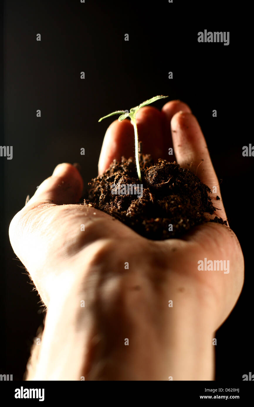 hand plant new life care concept Stock Photo - Alamy