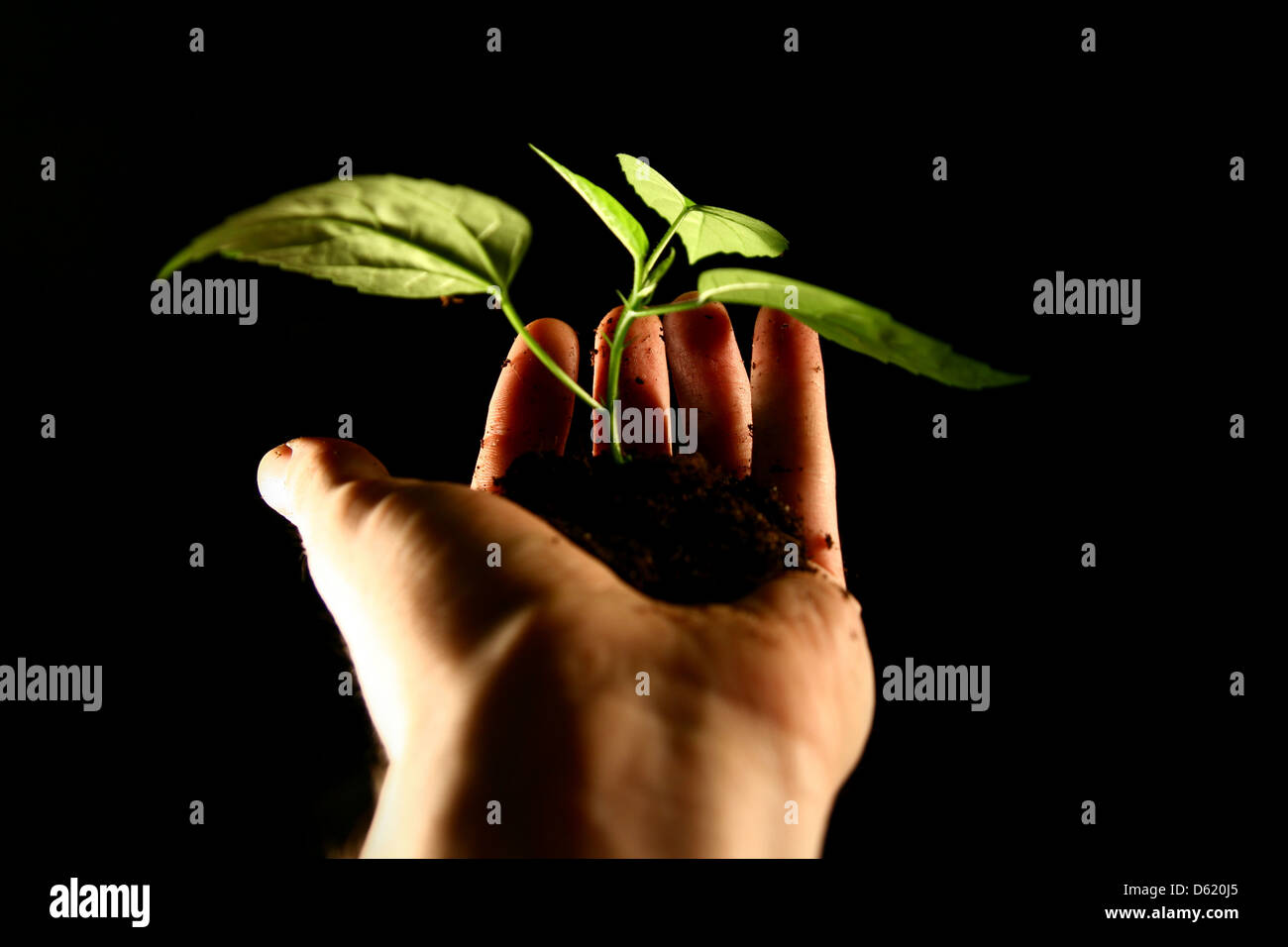 hand plant new life care concept Stock Photo - Alamy