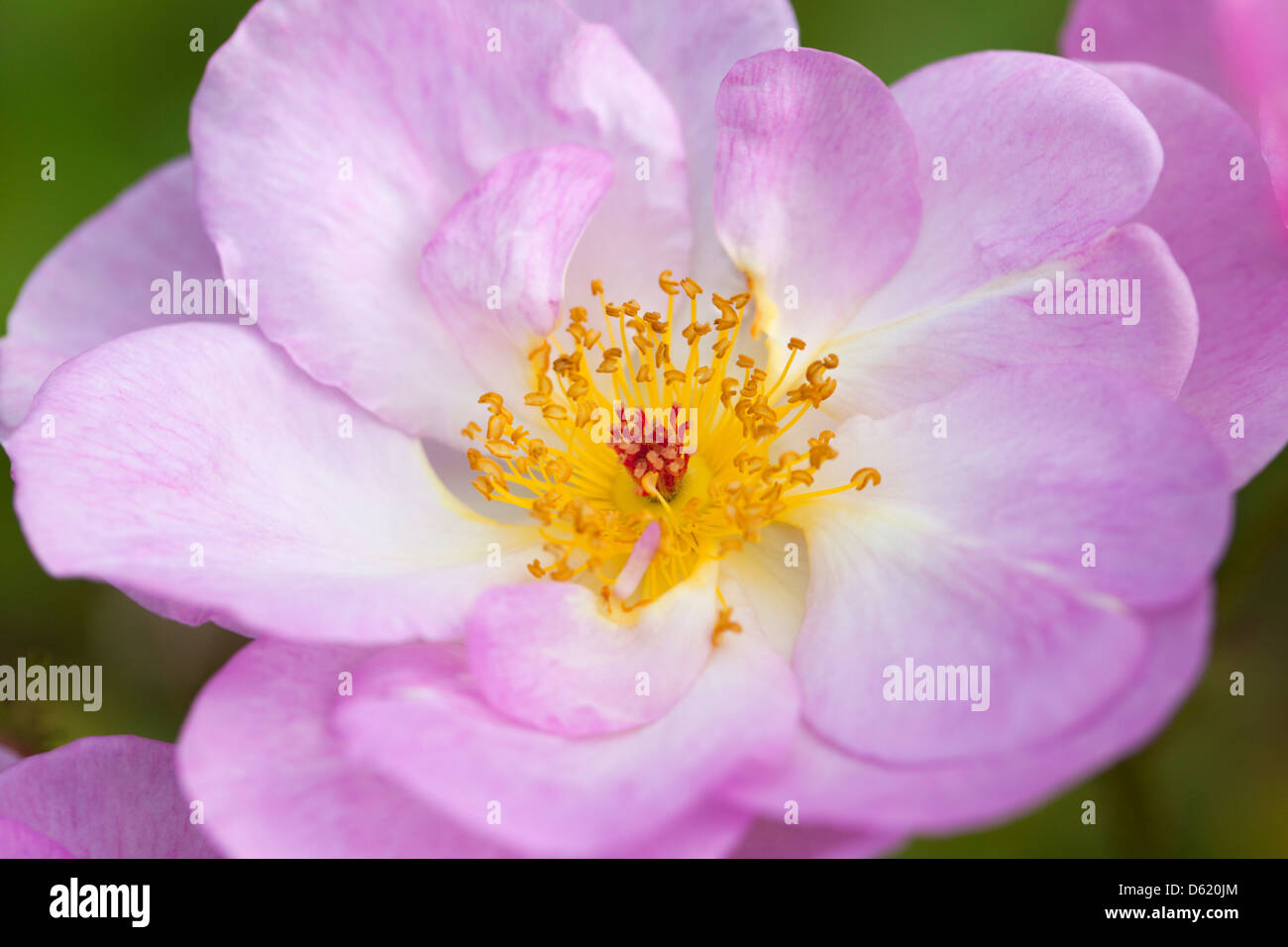 Soft pale rose petals hi-res stock photography and images - Alamy