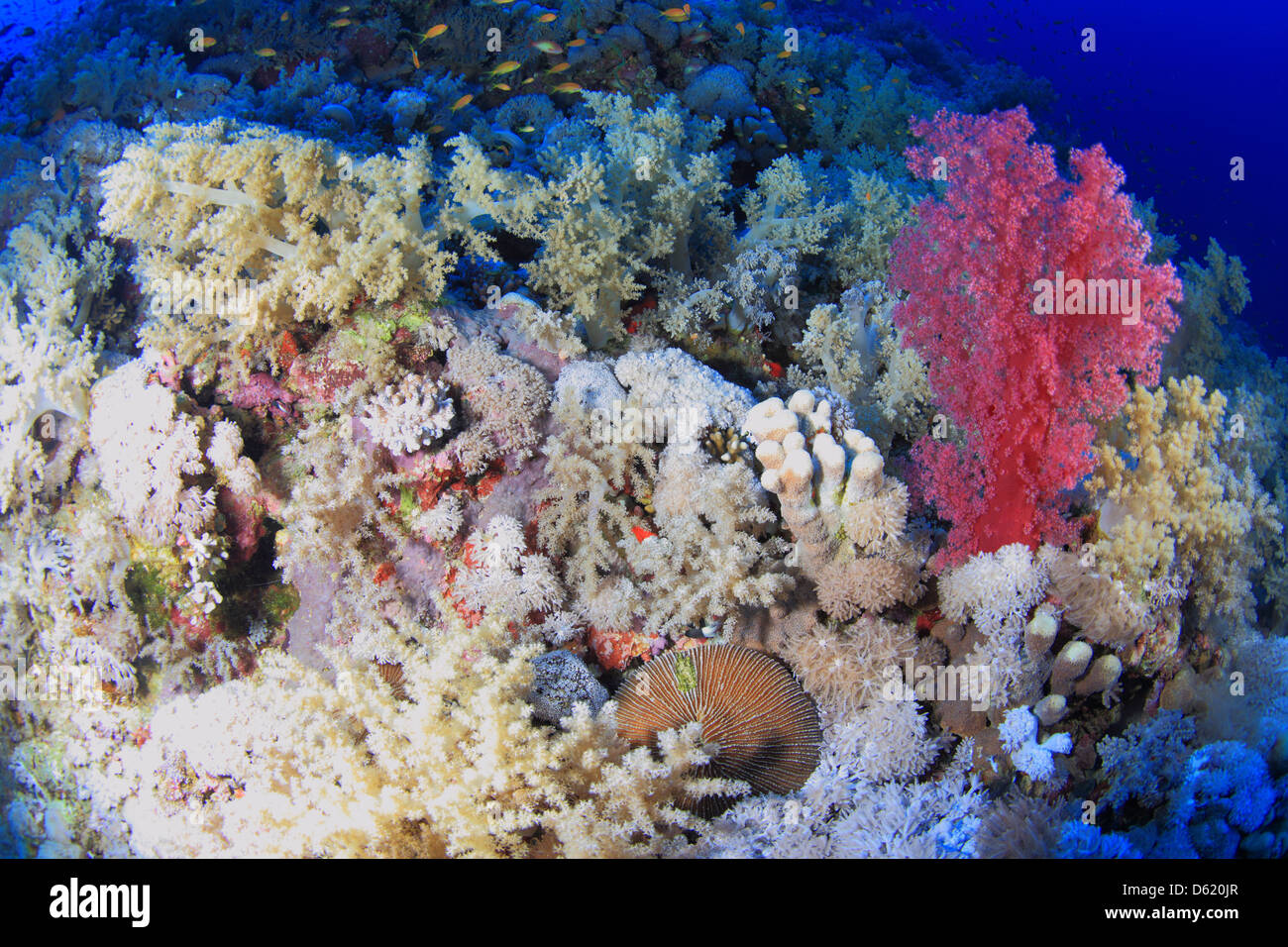 Marine Life in the Red Sea Stock Photo - Alamy