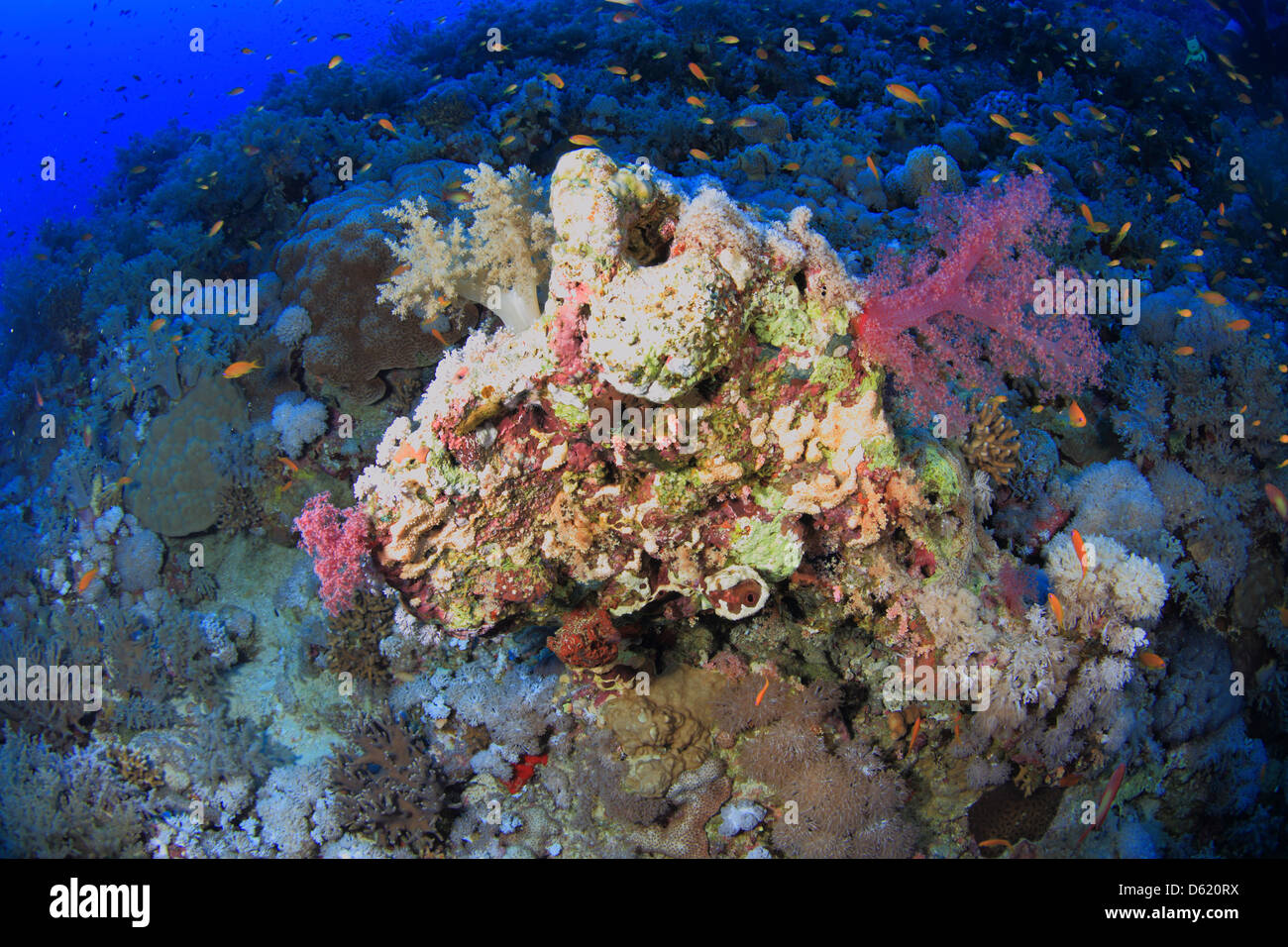 Marine Life in the Red Sea Stock Photo - Alamy