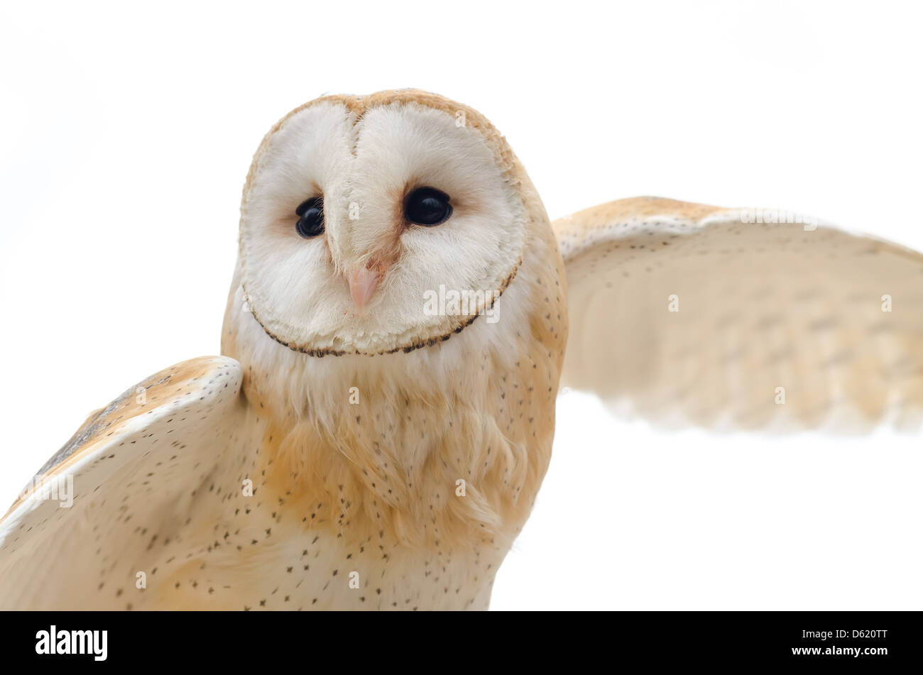 barn owl Tyto Alba Alba in flight in Italy Stock Photo - Alamy