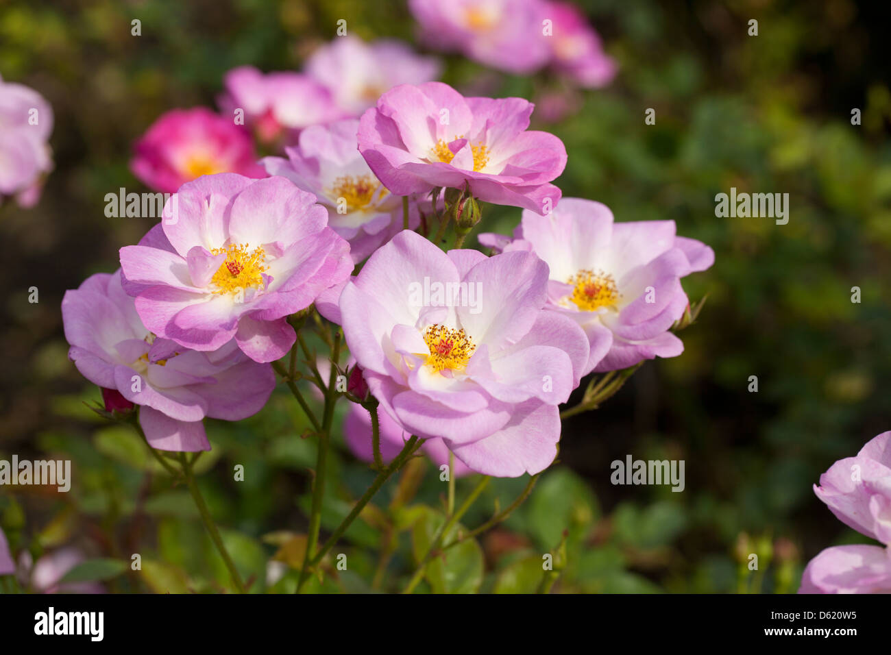Close up of a beautiful pale pink rose bush flowering in an English ...