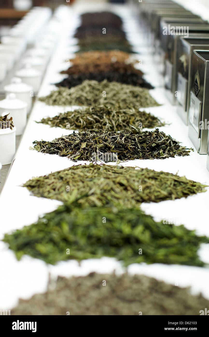 Different kinds of tea are presented at a tea tasting by the tea ...