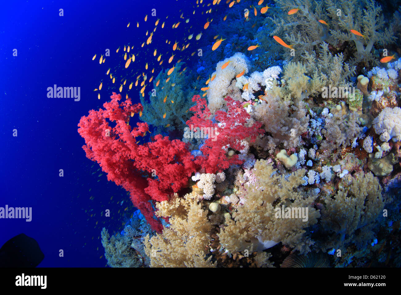 Marine Life in the Red Sea Stock Photo - Alamy