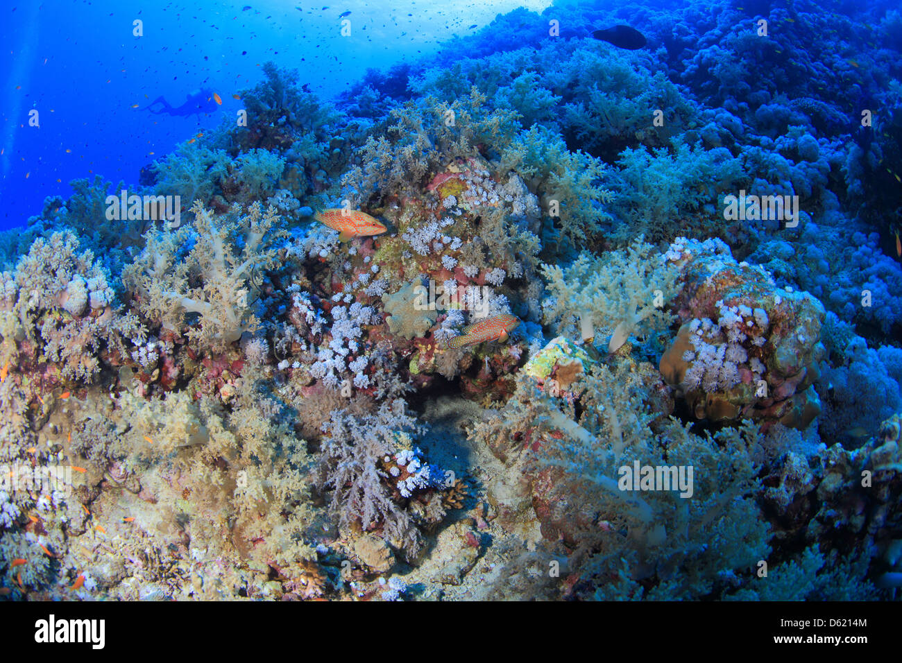 Marine Life in the Red Sea Stock Photo - Alamy