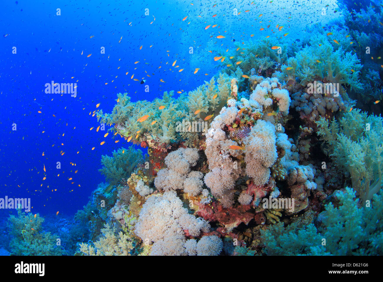 Marine Life in the Red Sea Stock Photo - Alamy