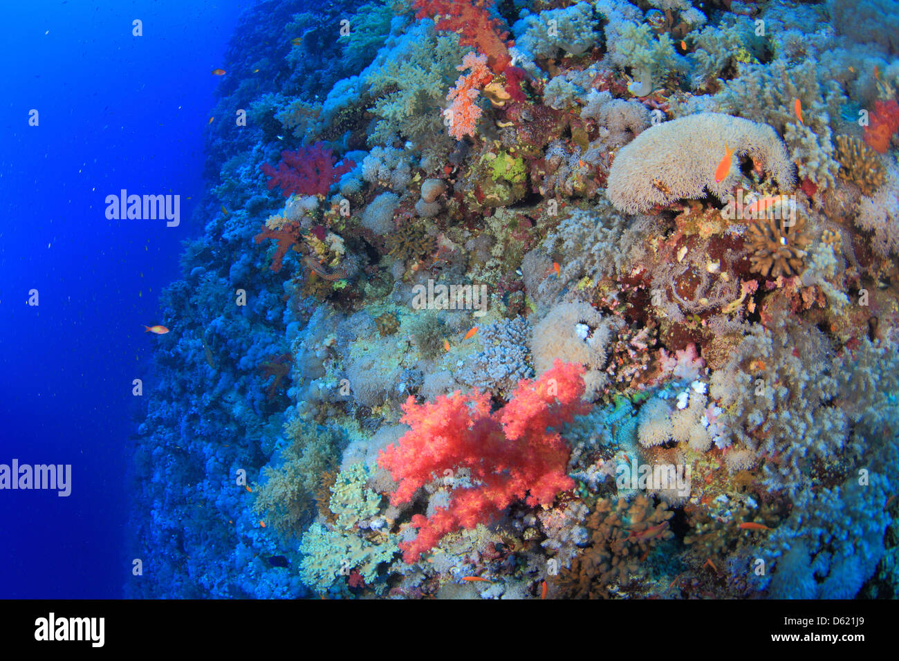 Marine Life in the Red Sea Stock Photo - Alamy