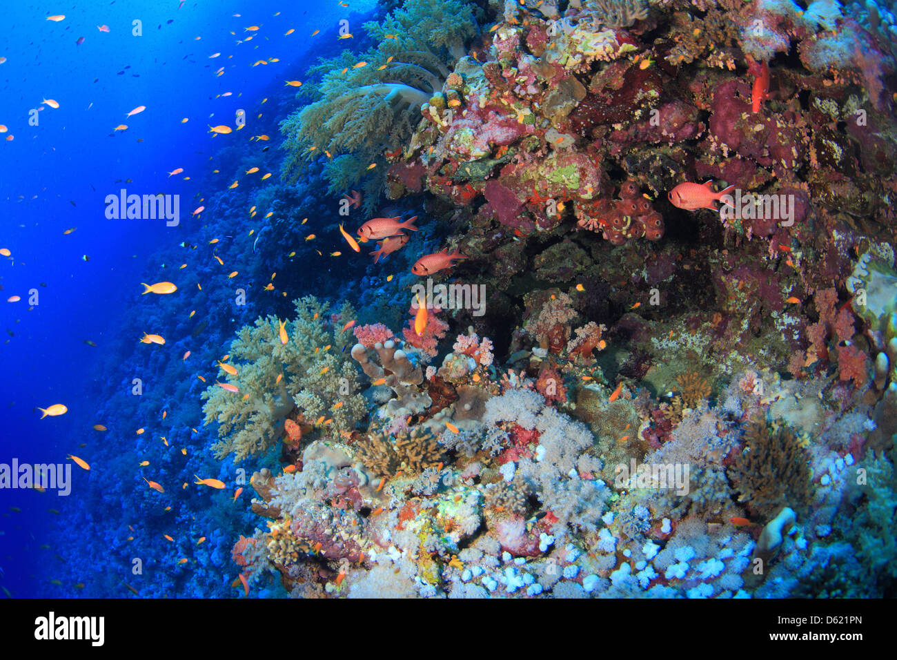 Marine Life in the Red Sea Stock Photo - Alamy
