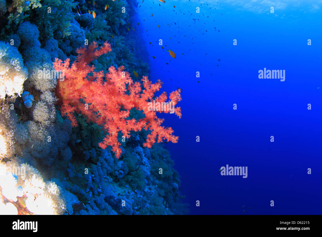 Marine Life in the Red Sea Stock Photo - Alamy