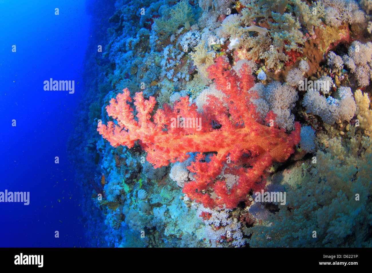 Marine Life in the Red Sea Stock Photo - Alamy