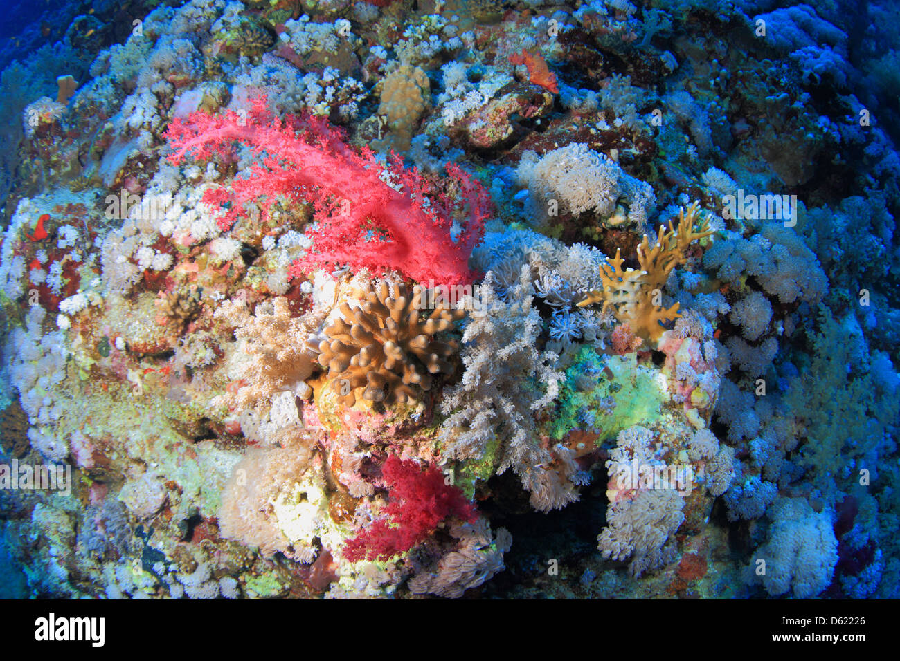 Marine Life in the Red Sea Stock Photo - Alamy