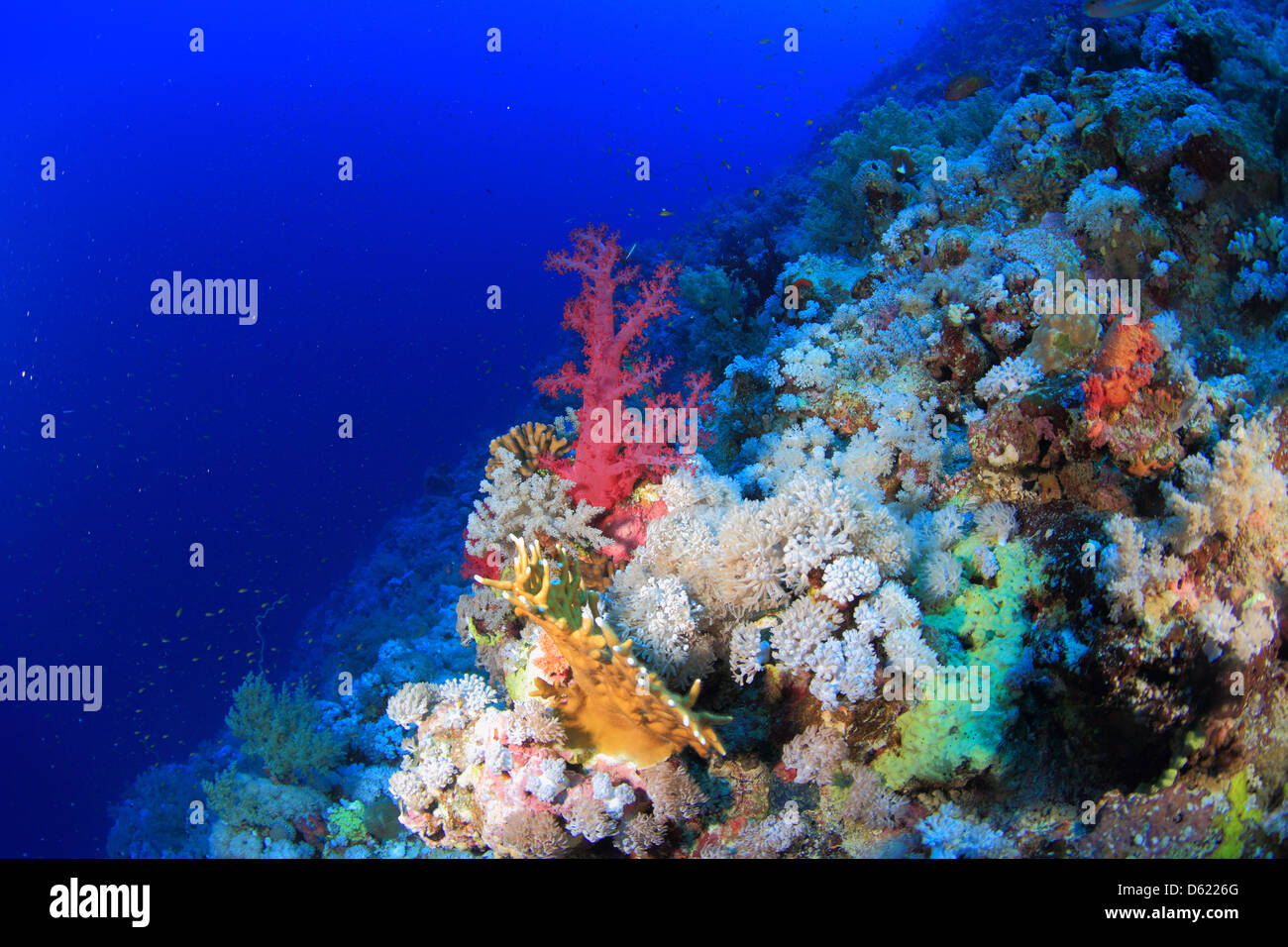 Marine Life in the Red Sea Stock Photo - Alamy