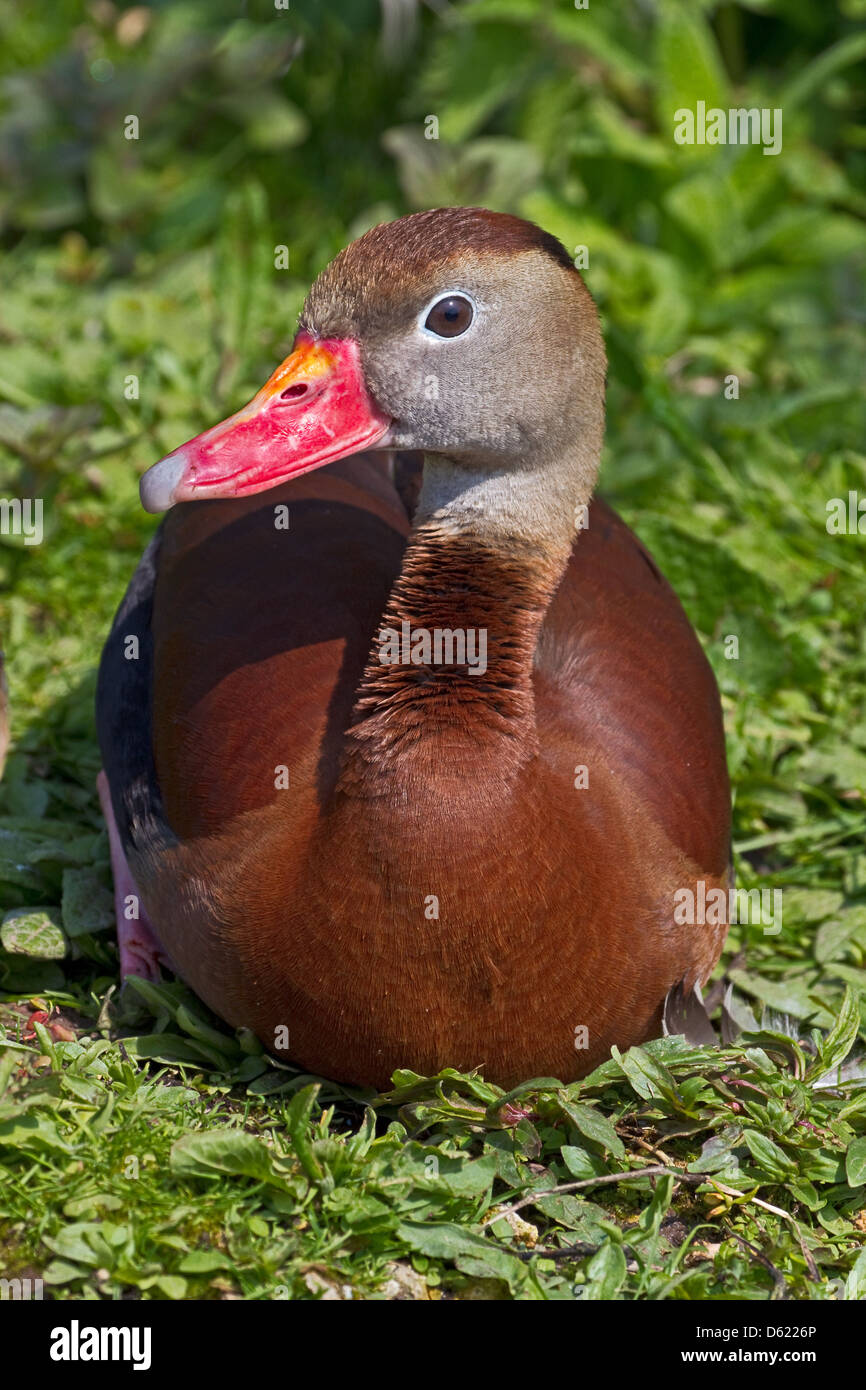 Red-billed or Black-bellied Whistling-duck Stock Photo - Alamy