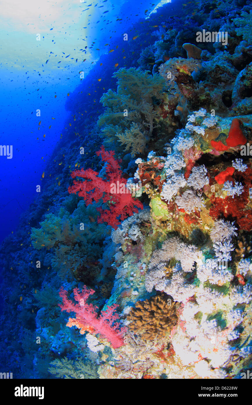 Marine Life in the Red Sea Stock Photo - Alamy