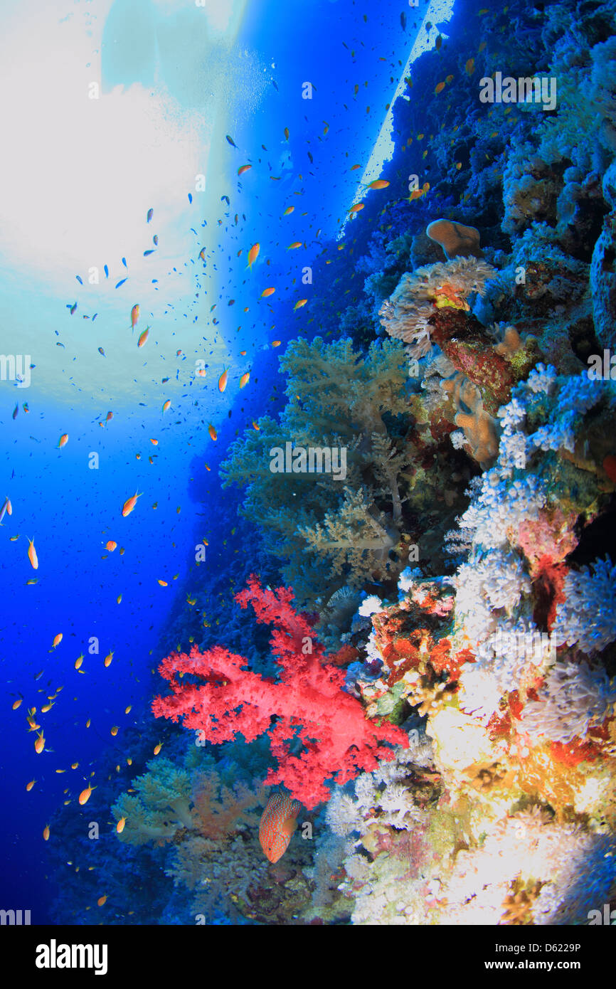 Marine Life in the Red Sea Stock Photo - Alamy
