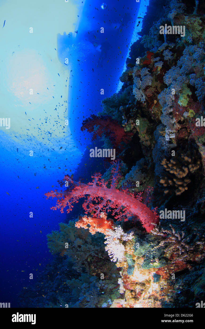 Marine Life in the Red Sea Stock Photo - Alamy
