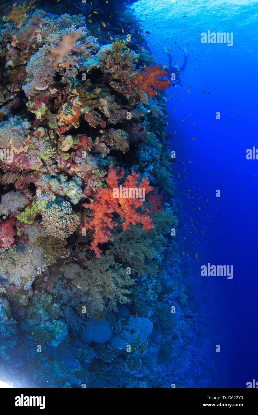 Marine Life in the Red Sea Stock Photo - Alamy