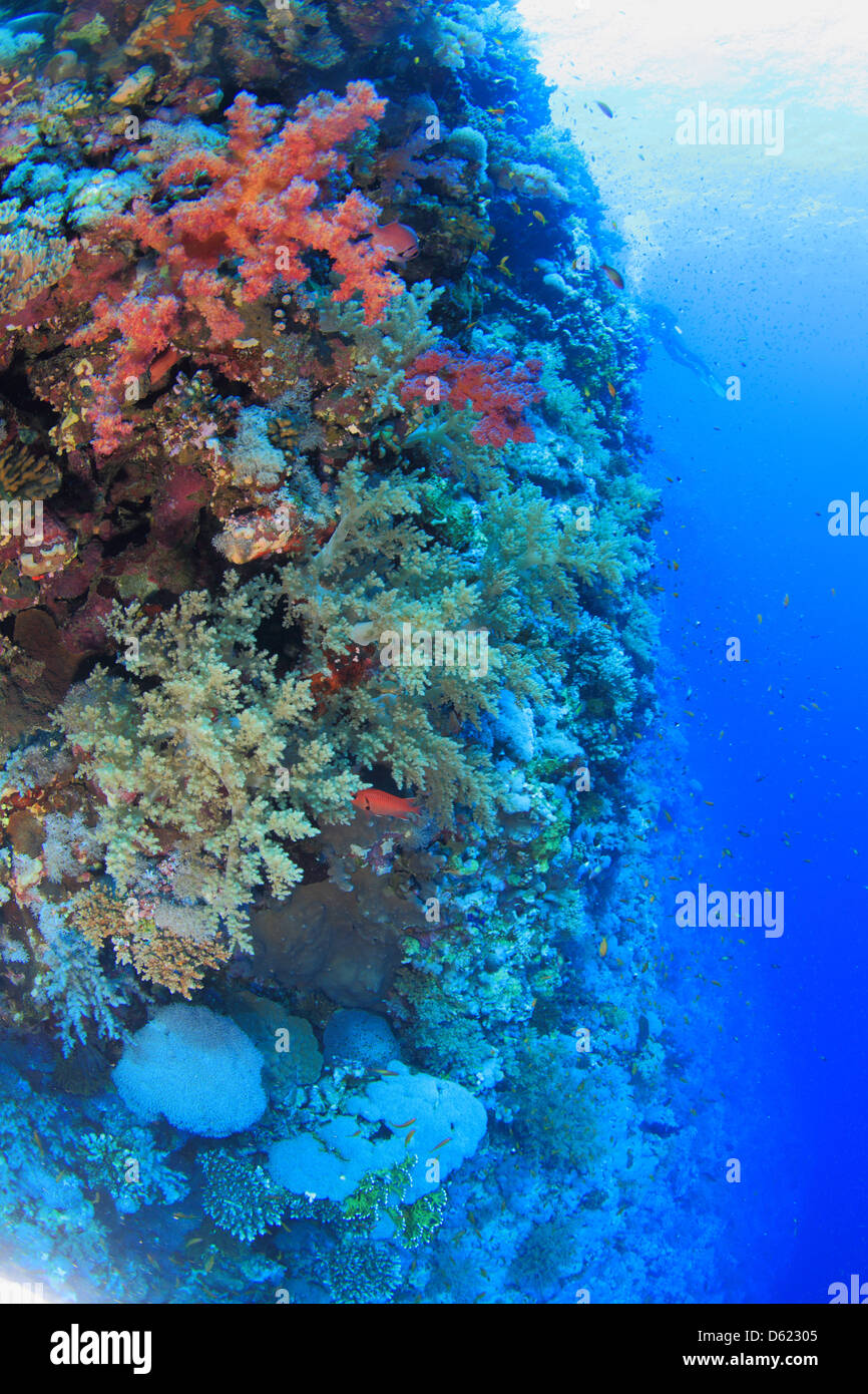 Marine Life in the Red Sea Stock Photo - Alamy