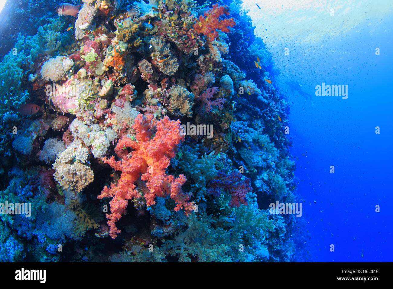 Marine Life in the Red Sea Stock Photo - Alamy