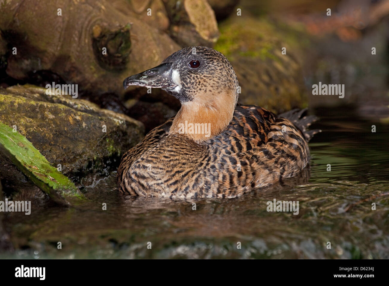 Madagascar duck hi-res stock photography and images - Alamy