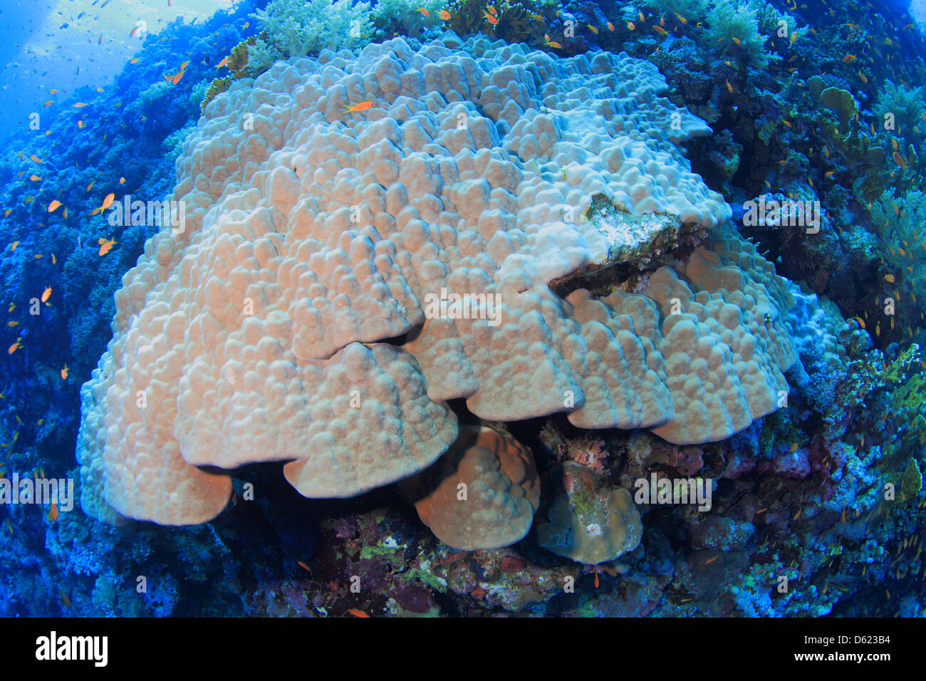 Marine Life in the Red Sea Stock Photo - Alamy