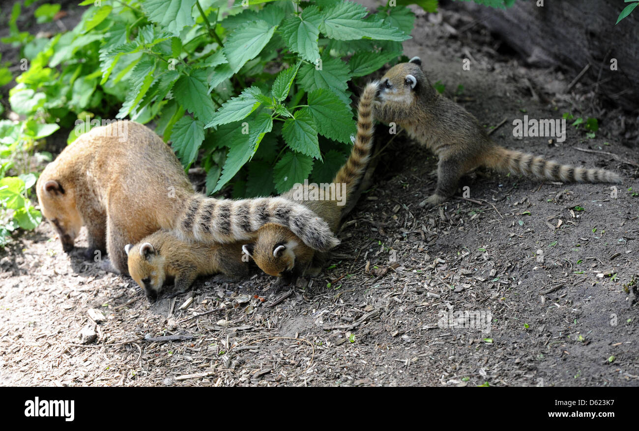 Coati babies explore the terrain at the Zoo in Berlin, Germany, 11 May ...