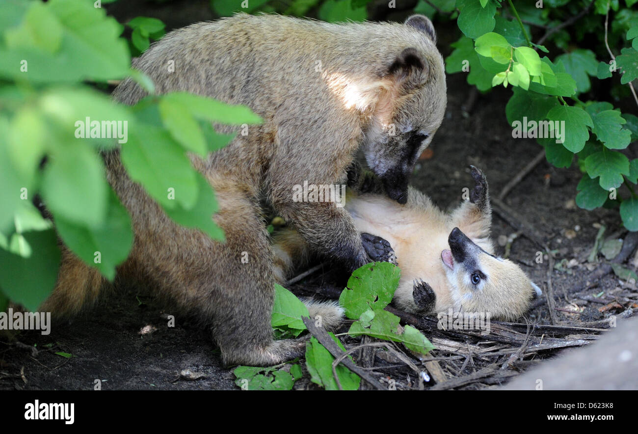 Coati babies explore the terrain at the Zoo in Berlin, Germany, 11 May ...