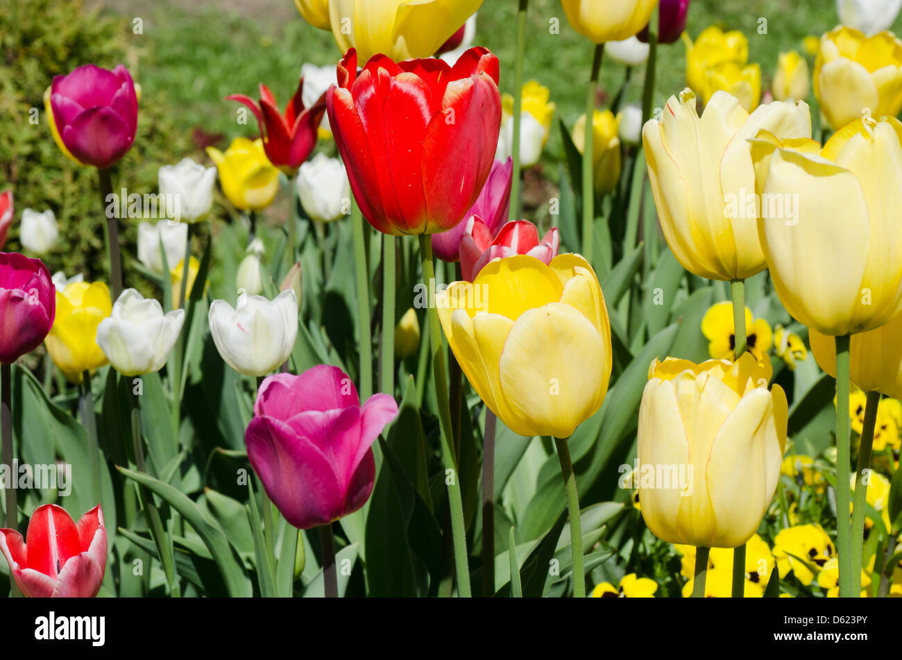 Beautiful spring flowers Stock Photo - Alamy