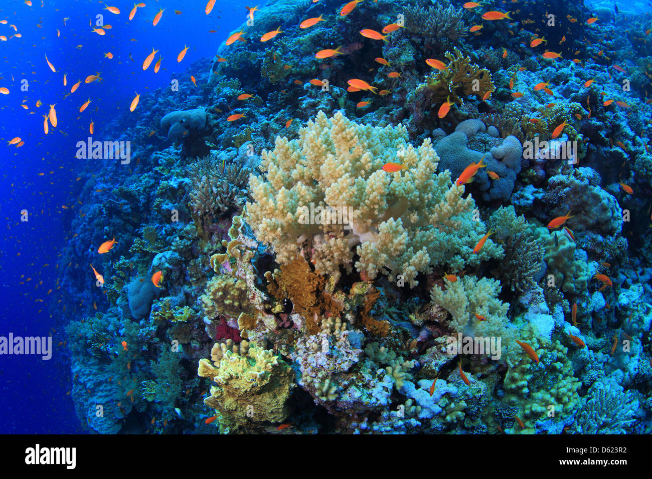 Marine Life in the Red Sea Stock Photo - Alamy
