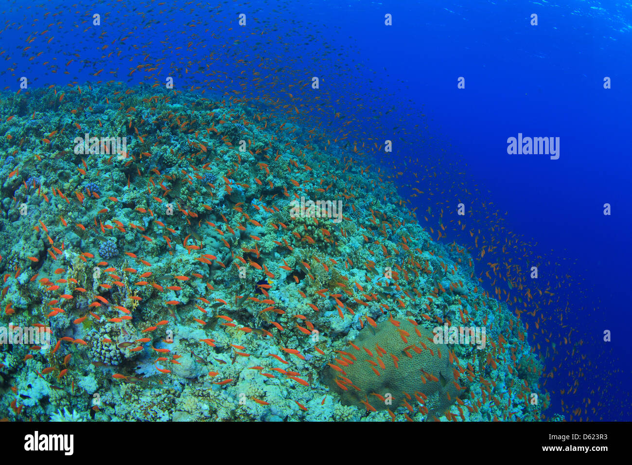 Marine Life in the Red Sea Stock Photo - Alamy