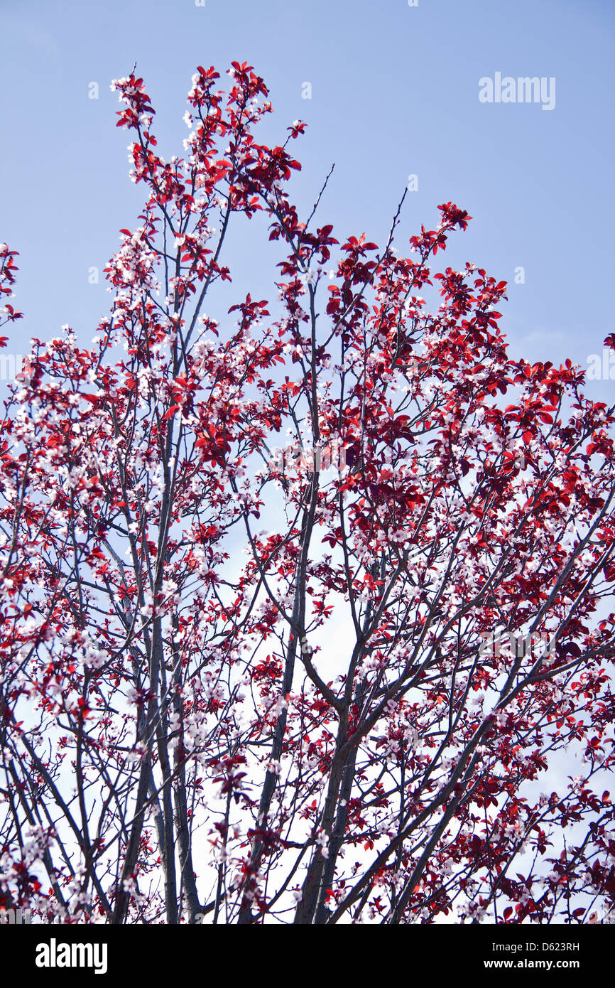 Wildflowers fill the fields of Andalusia in spring Stock Photo - Alamy