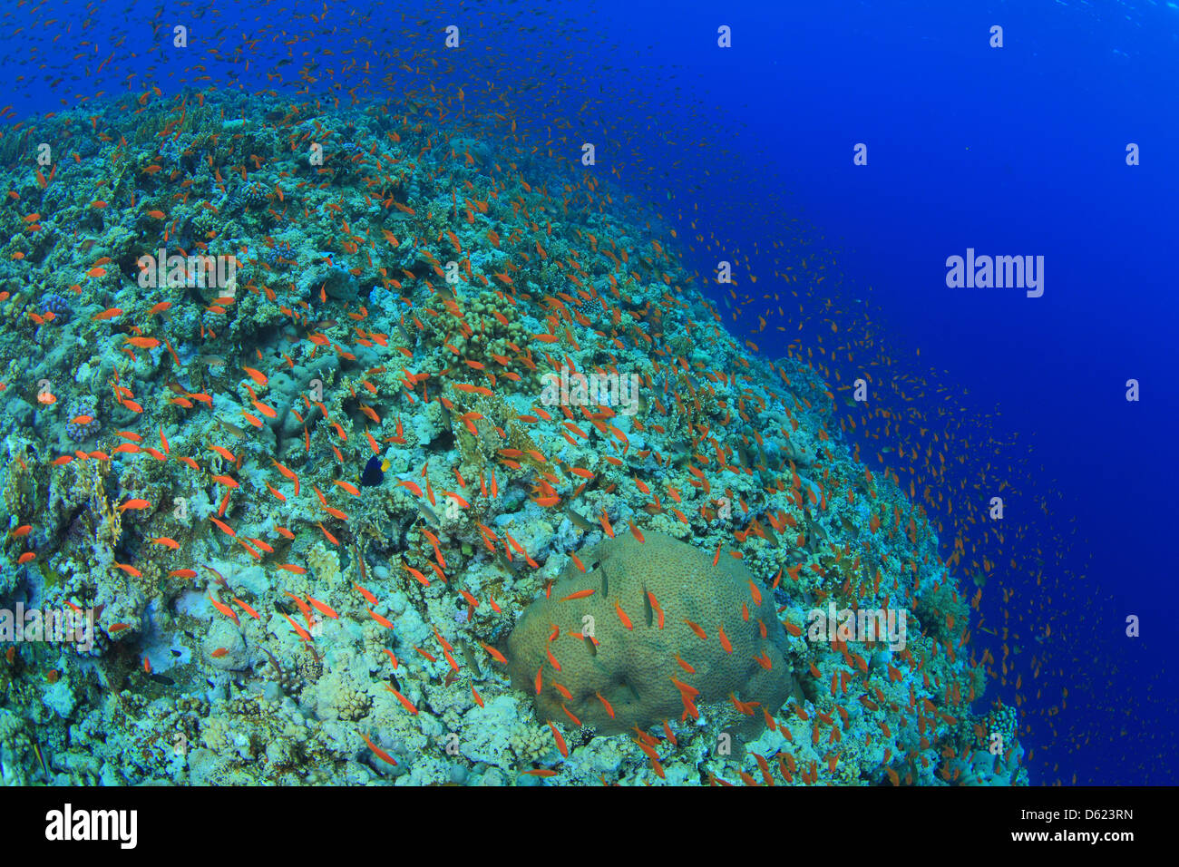 Marine Life in the Red Sea Stock Photo - Alamy