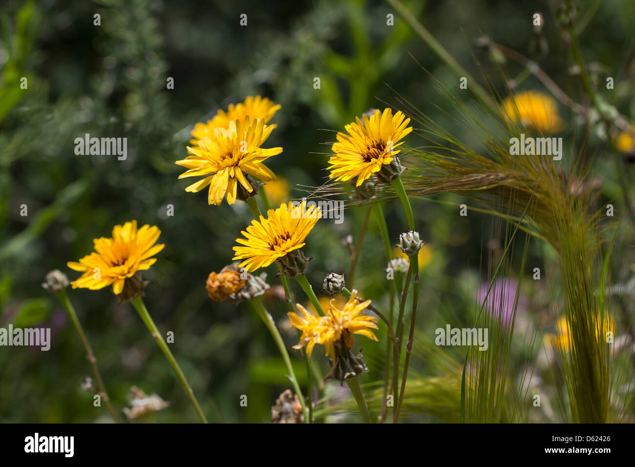 Wildflowers fill the fields of Andalusia in spring Stock Photo - Alamy