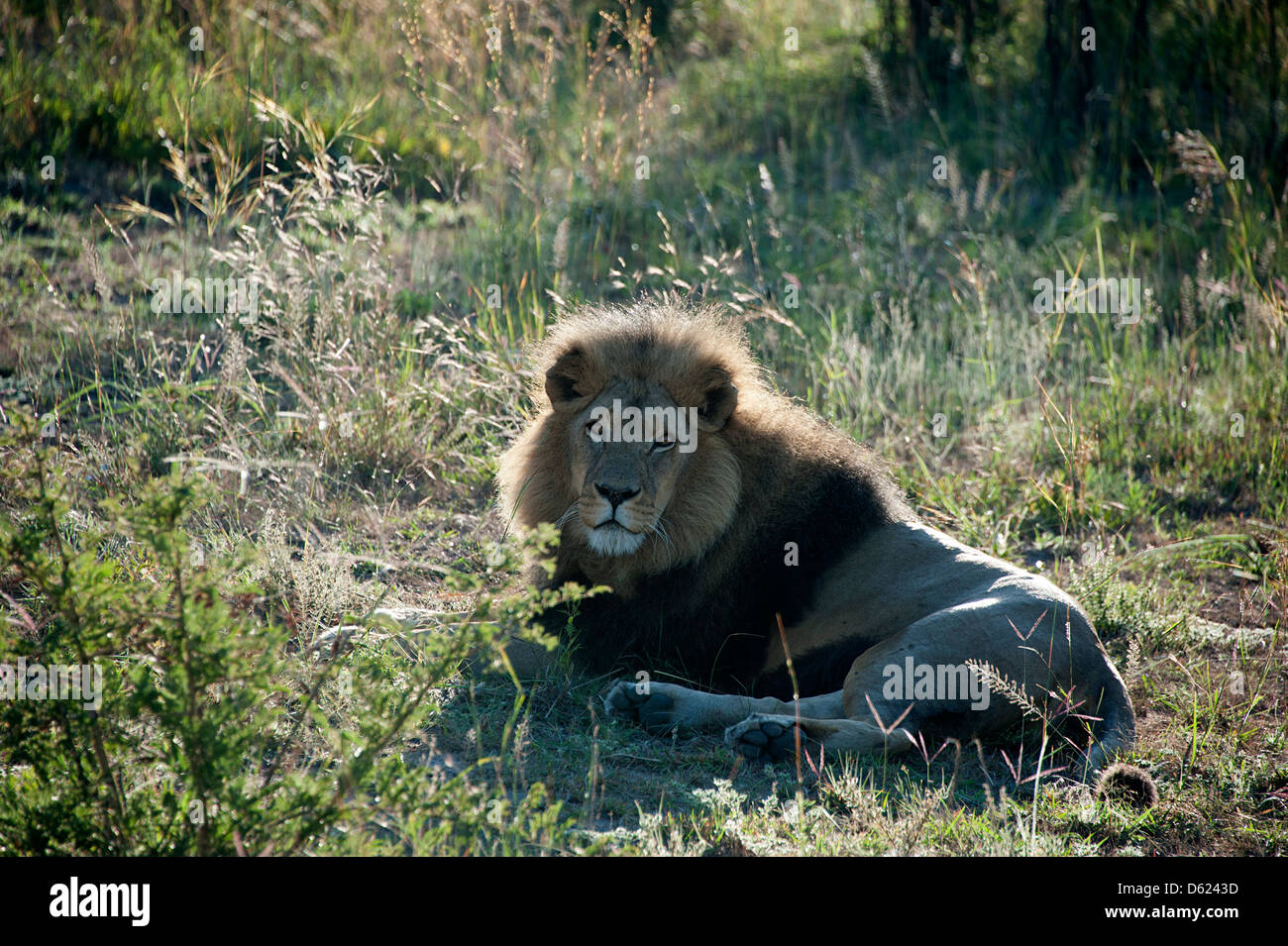 Lion sitting antelope hi-res stock photography and images - Alamy