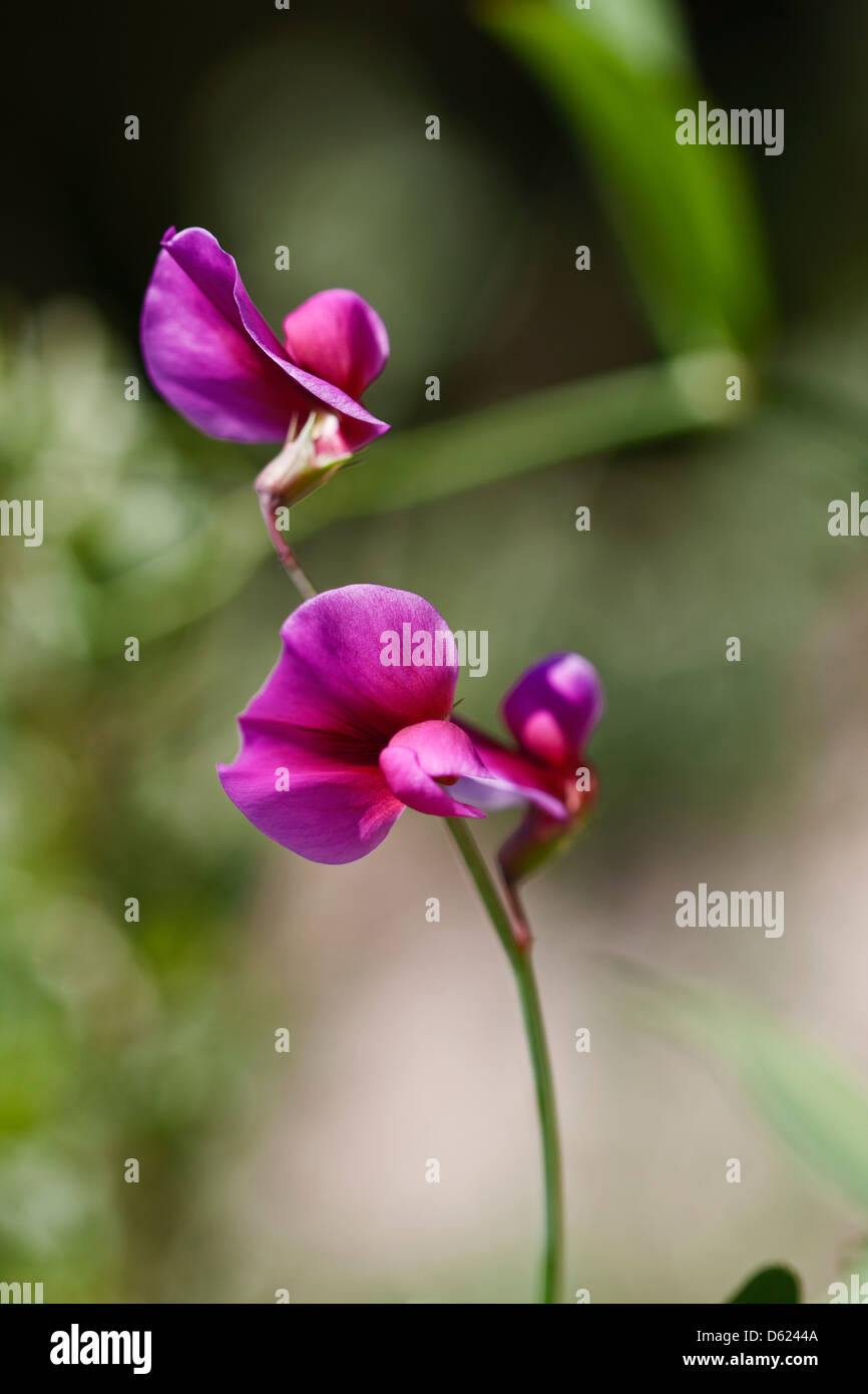 Wildflowers fill the fields of Andalusia in spring Stock Photo - Alamy
