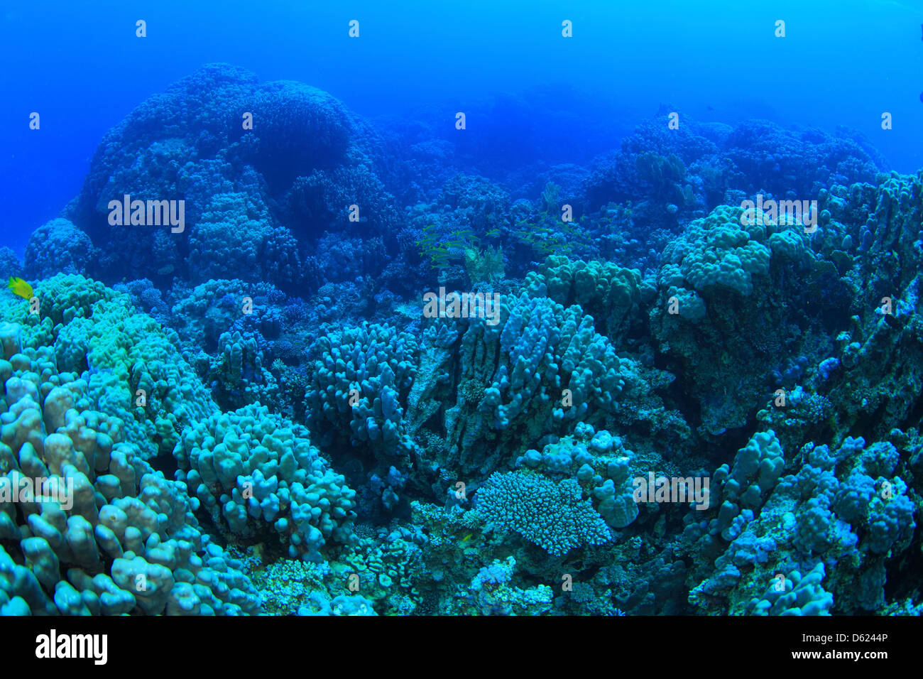 Marine Life in the Red Sea Stock Photo - Alamy