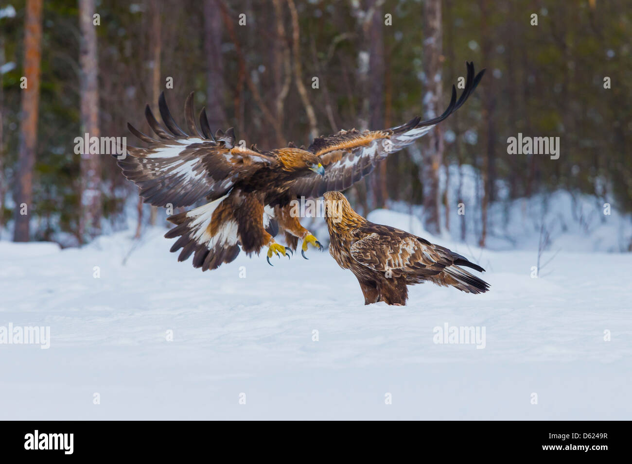 Golden eagle in flight hi-res stock photography and images - Alamy