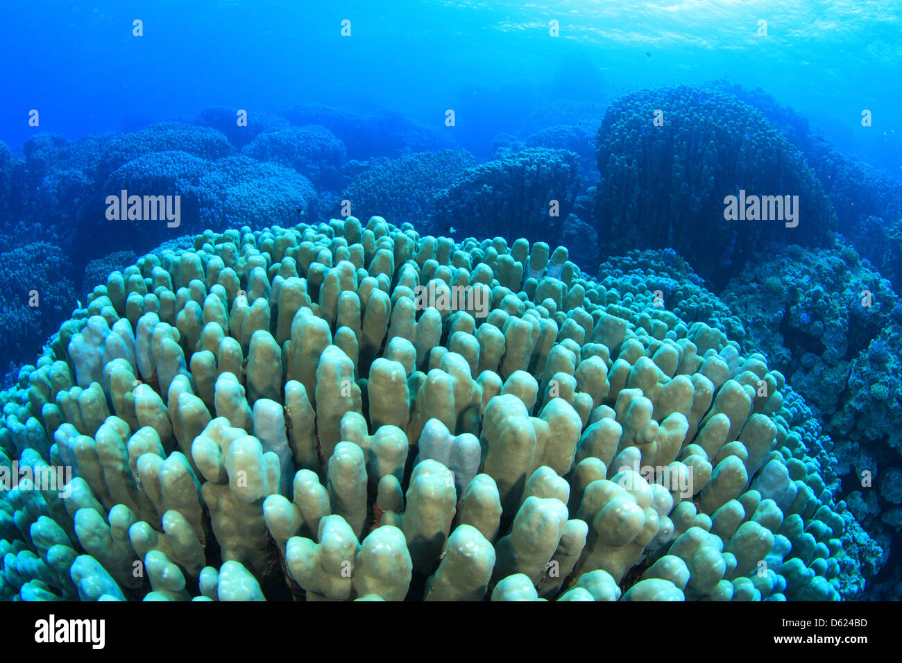 Marine Life in the Red Sea Stock Photo - Alamy