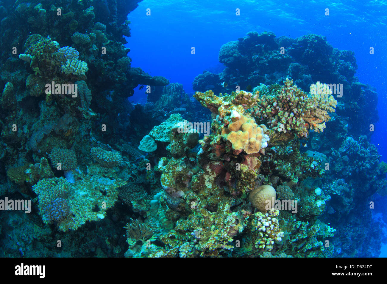 Marine Life in the Red Sea Stock Photo - Alamy