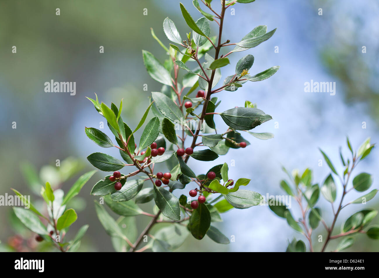 Wildflowers fill the fields of Andalusia in spring Stock Photo - Alamy
