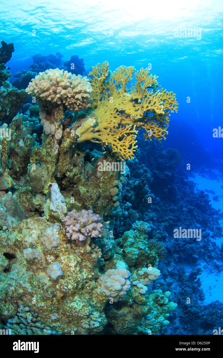 Marine Life in the Red Sea Stock Photo - Alamy