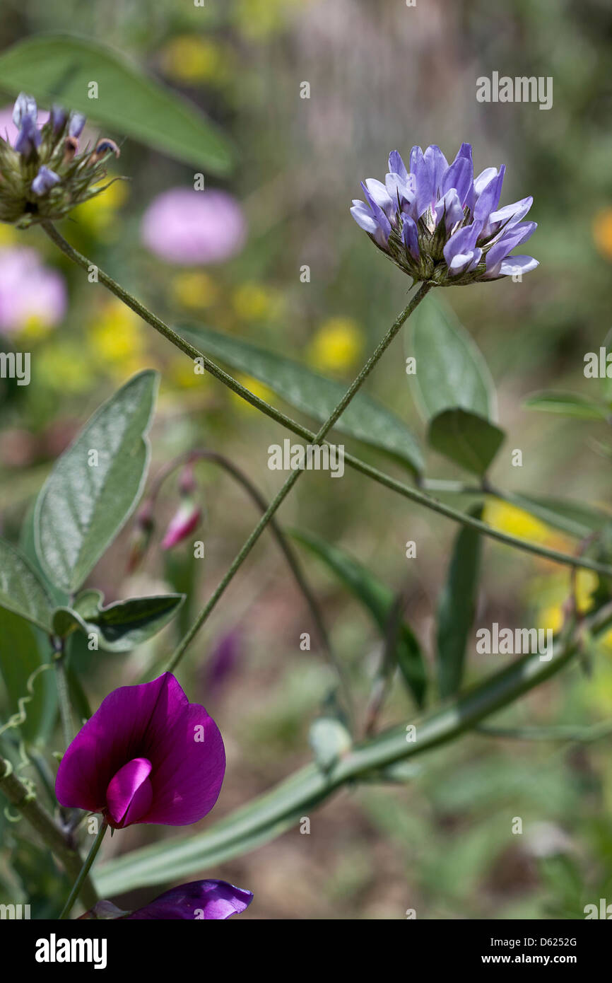 Wildflowers fill the fields of Andalusia in spring Stock Photo - Alamy