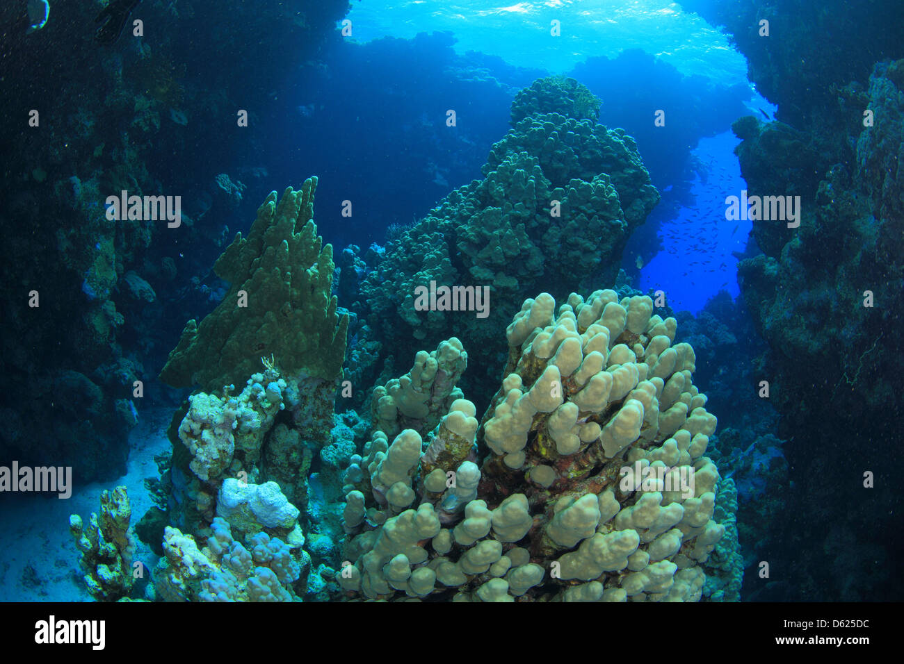 Marine Life in the Red Sea Stock Photo - Alamy