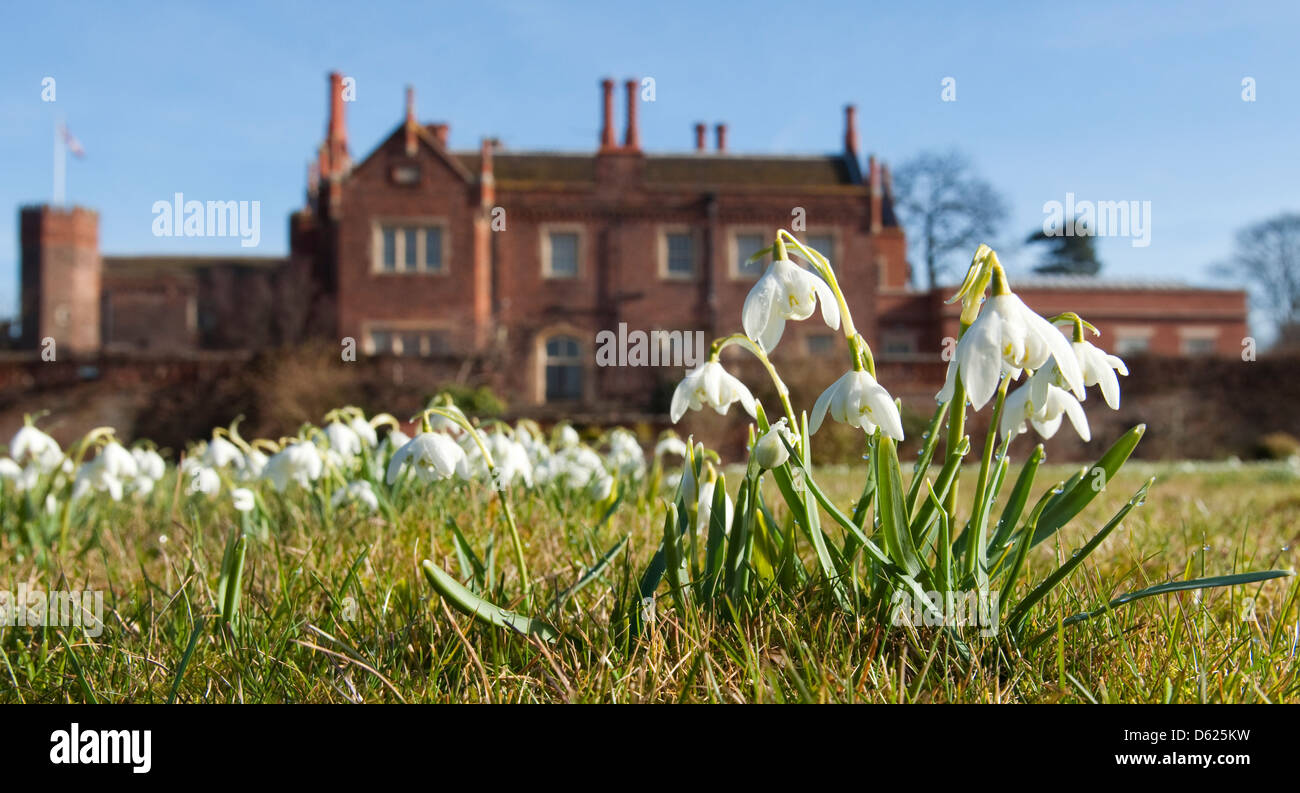 Snowdrops at Hodsock Priory, Blyth Nottinghamshire England UK Stock ...