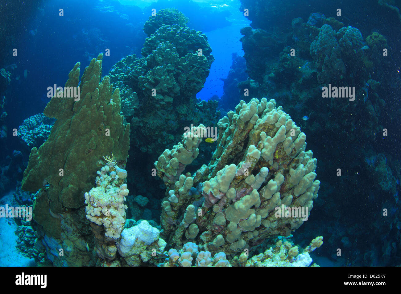 Marine Life in the Red Sea Stock Photo - Alamy