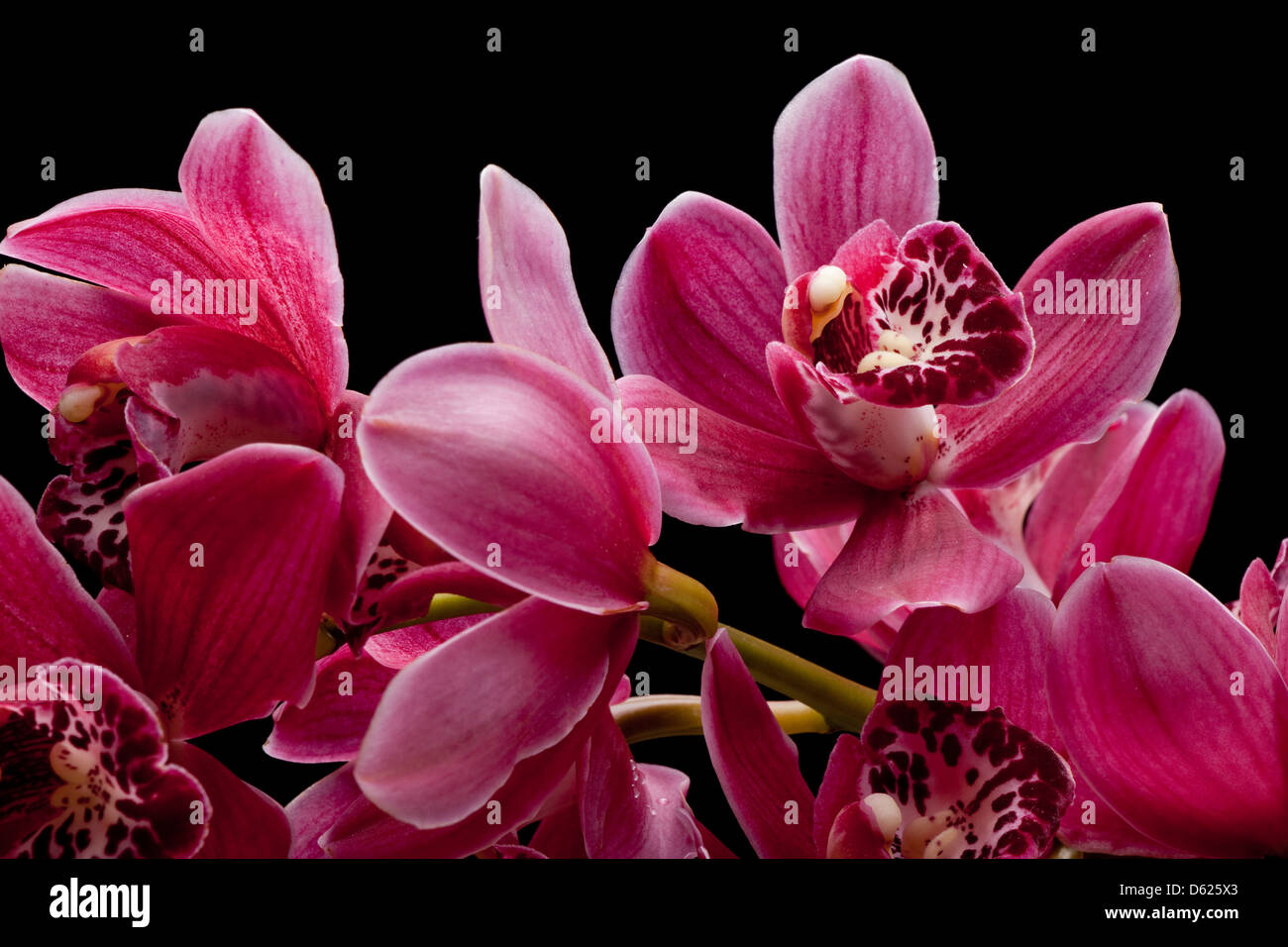 Orchid texture hi-res stock photography and images - Alamy