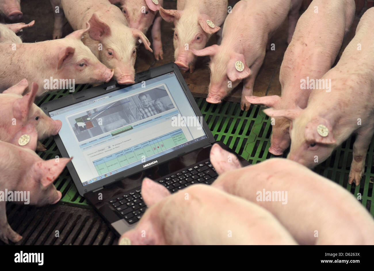 ILLUSTRATION - An illustrated picture shows piglets sniffing a laptop ...